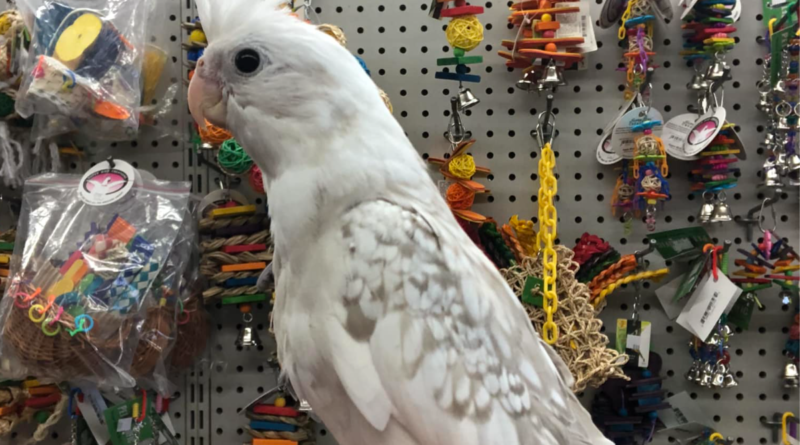 how to tame cockatiel - birdvally